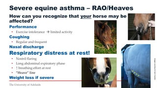 Equine Asthma Syndrome: A common cause of poor performance #horsehealth ...