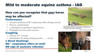Equine Asthma Syndrome: A common cause of poor performance #horsehealth ...