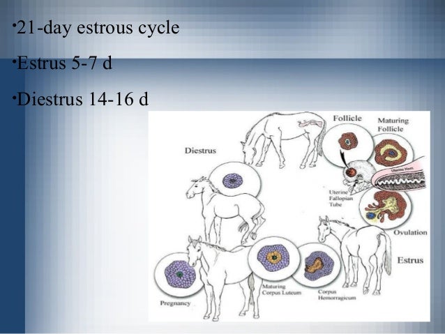 Equine breeding & reproduction