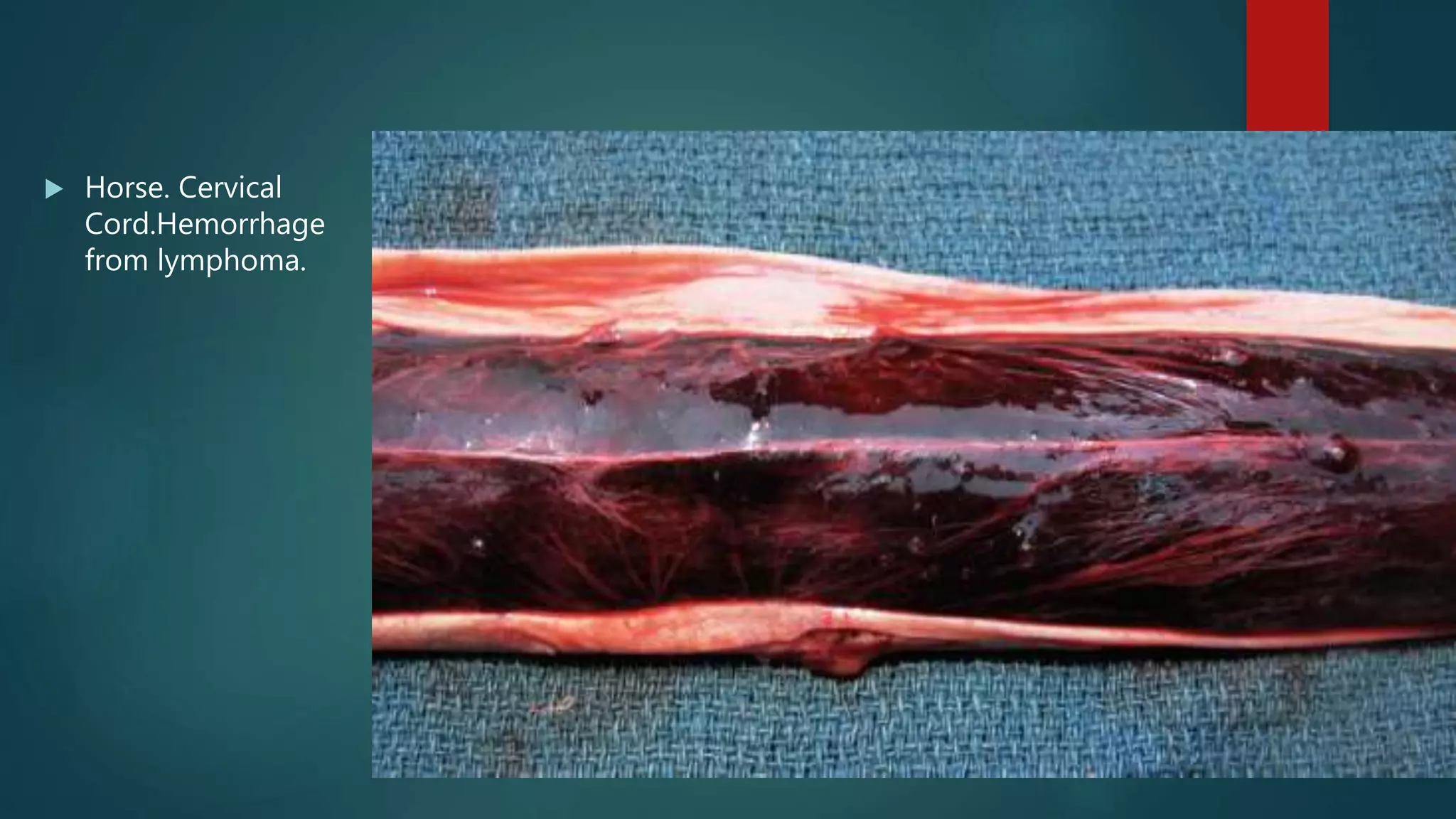 Equine CNS neoplastic lesions in brief By Dr Mahdi Falsafi | PPTX