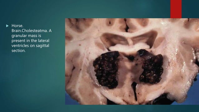 Equine CNS neoplastic lesions in brief By Dr Mahdi Falsafi | PPTX
