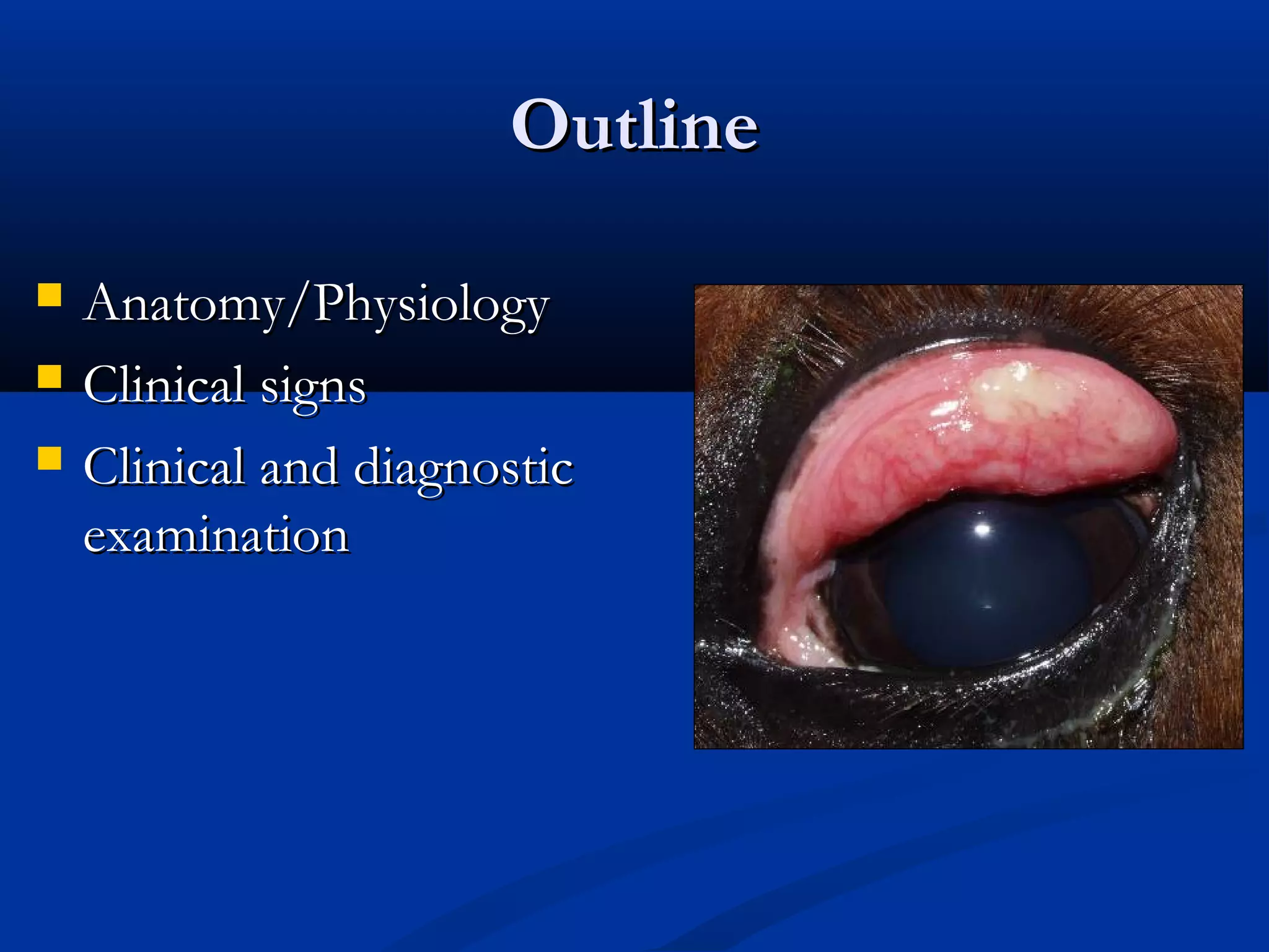 Equine conjunctivitis | PPT