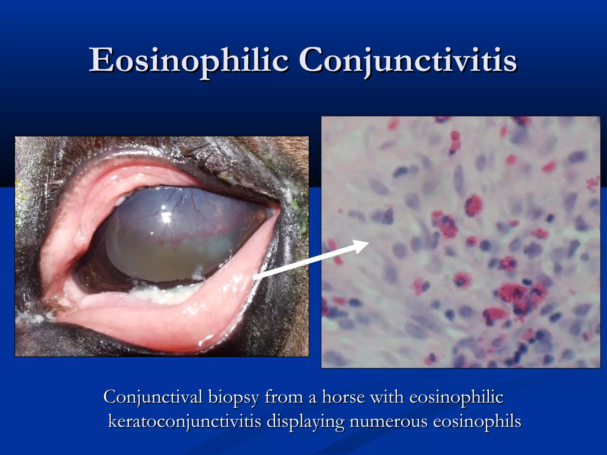 Equine conjunctivitis | PPT