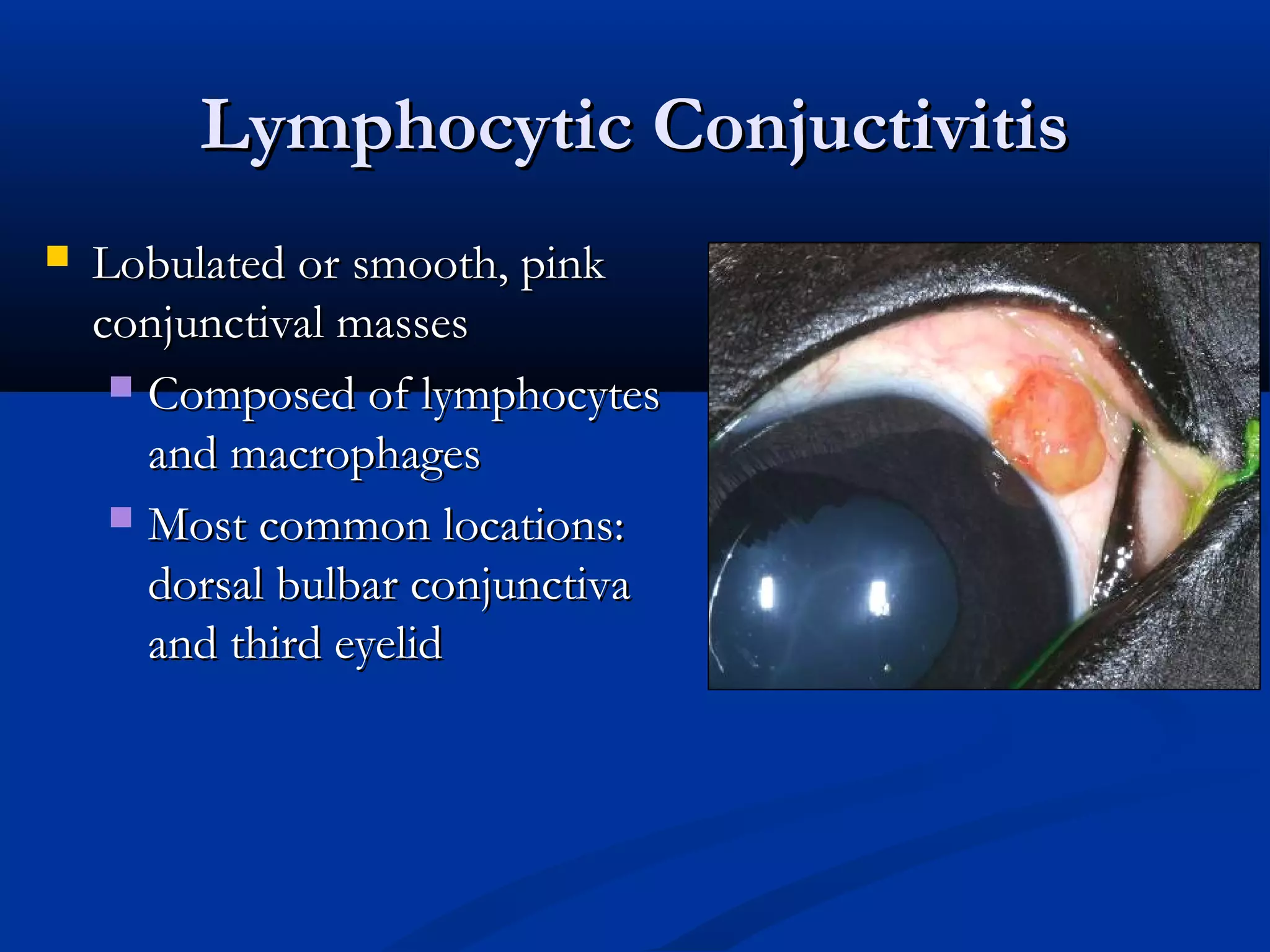 Equine conjunctivitis | PPT