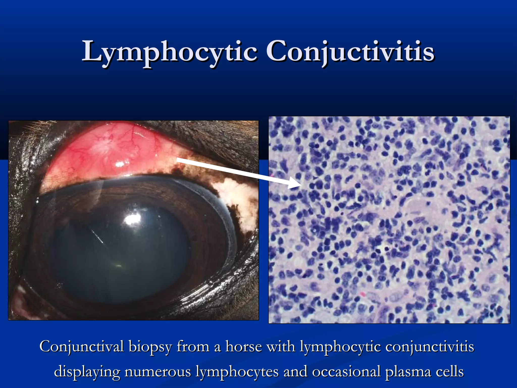 Equine conjunctivitis | PPT