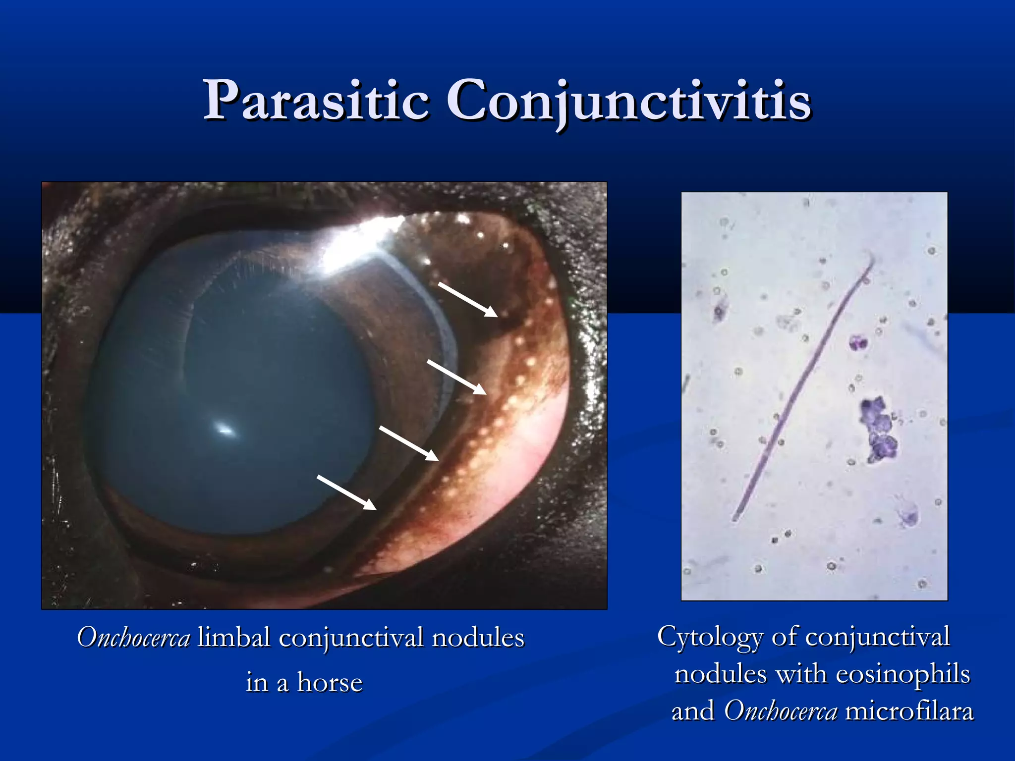 Equine conjunctivitis | PPT