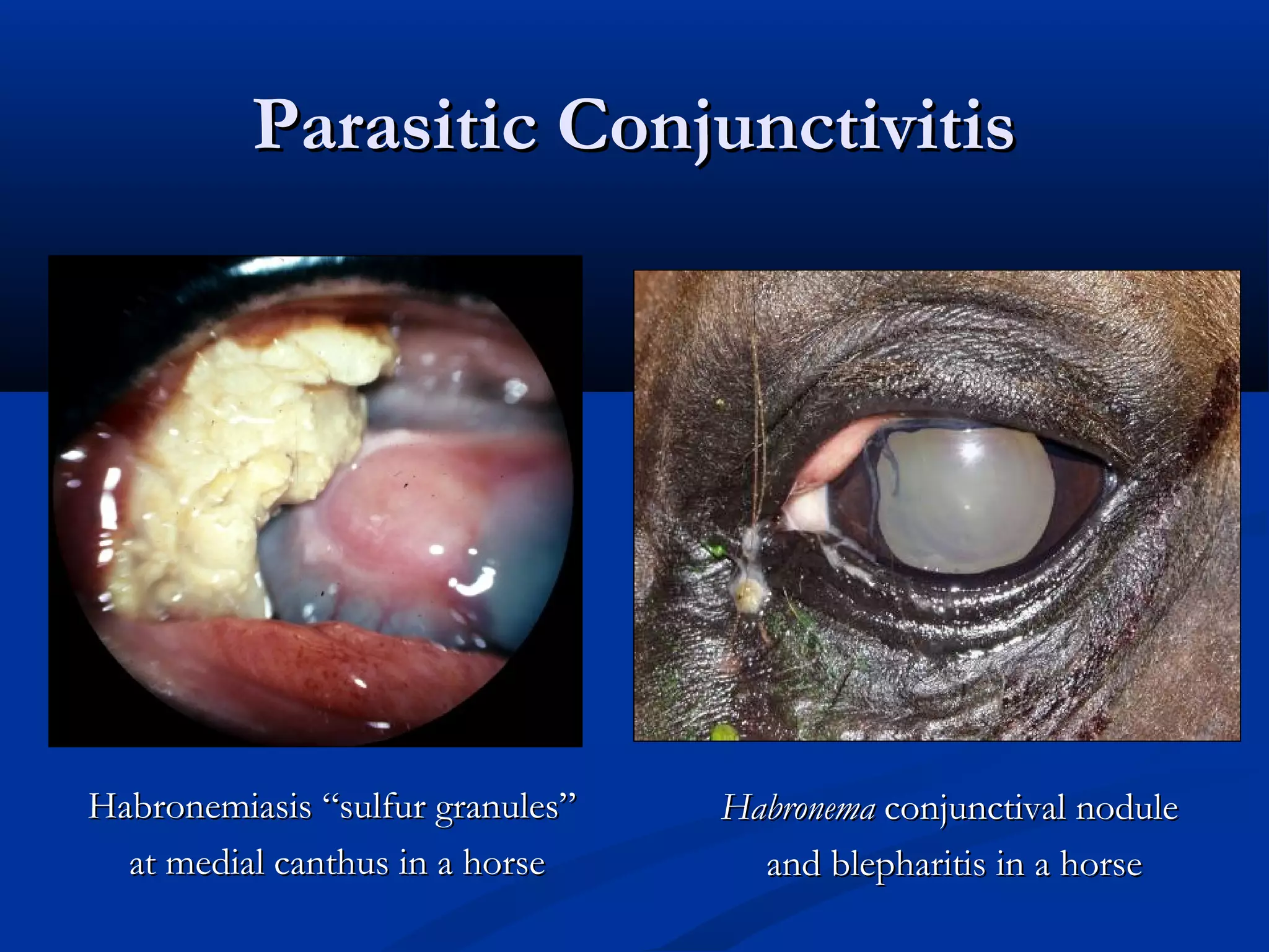 Equine conjunctivitis | PPT