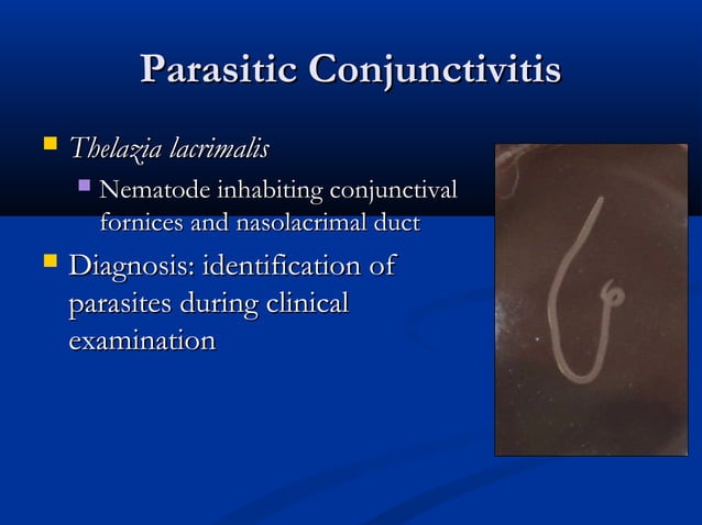 Equine conjunctivitis | PPT