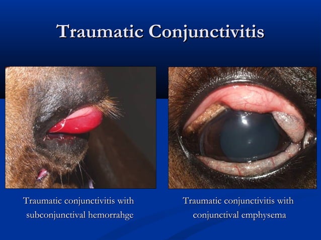 Equine conjunctivitis | PPT