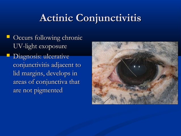 Equine conjunctivitis | PPT