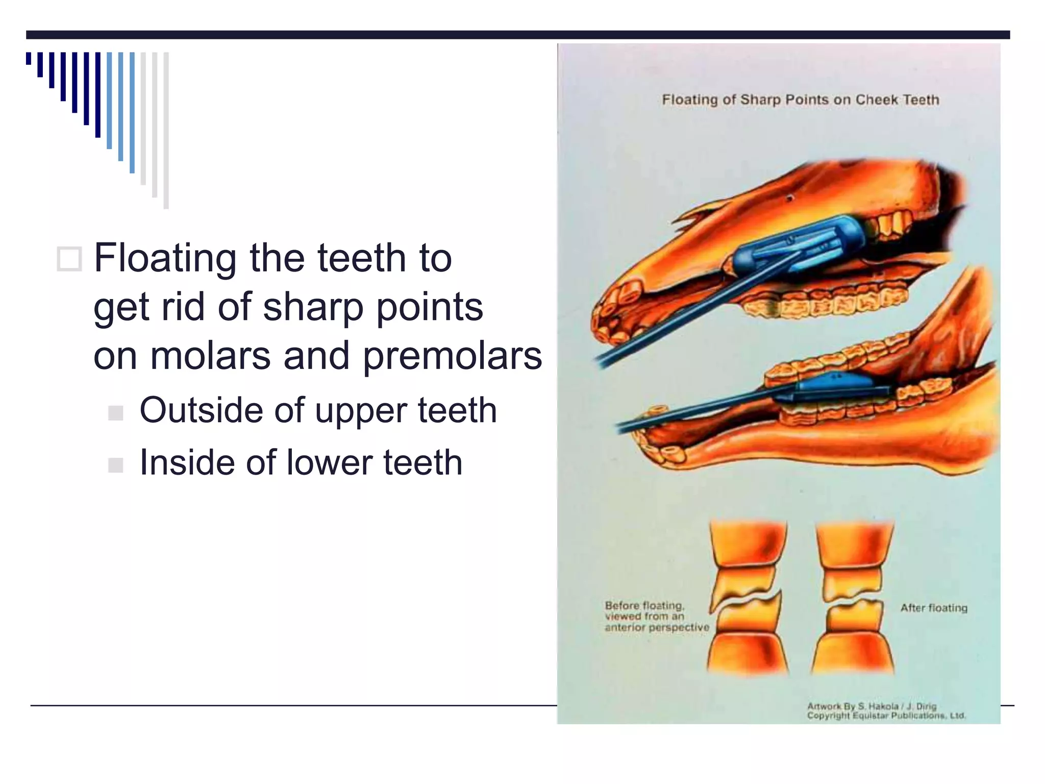 Equine dentition | PPTX