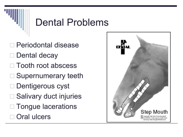 Equine dentition | PPTX | Dental Health | Diseases and Conditions