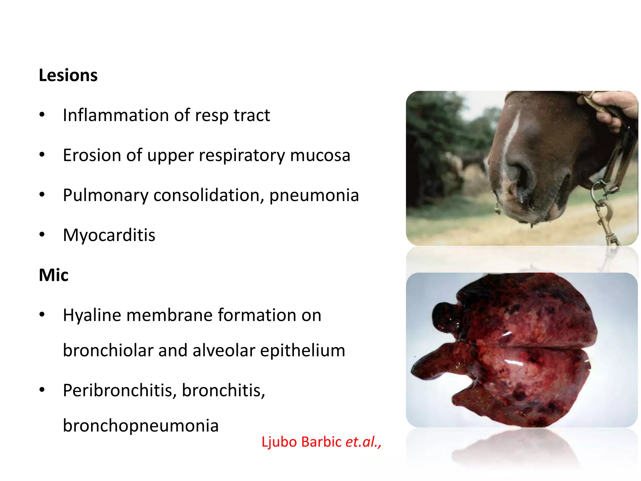Equine diseases | PPSX