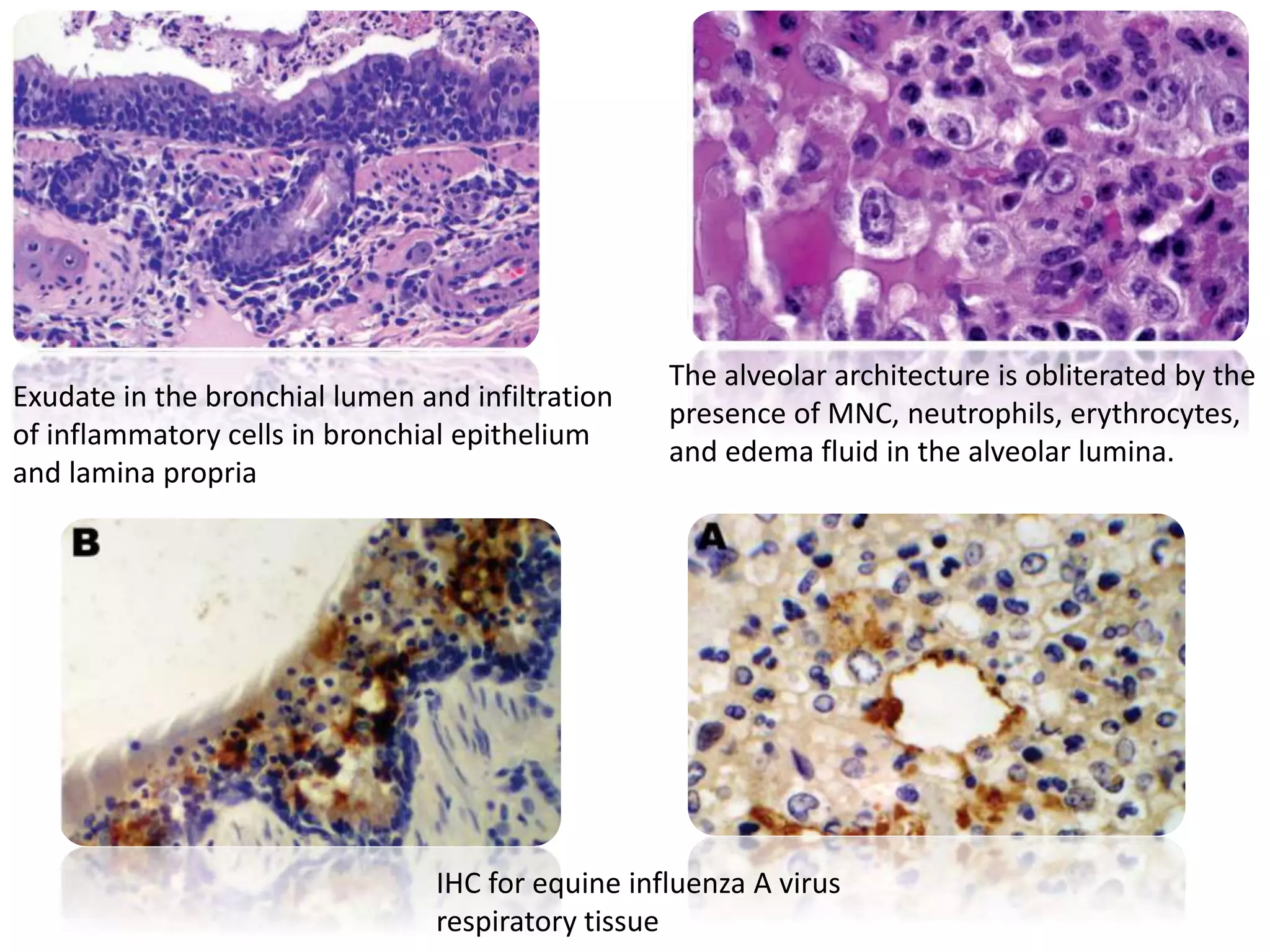 Equine diseases | PPSX