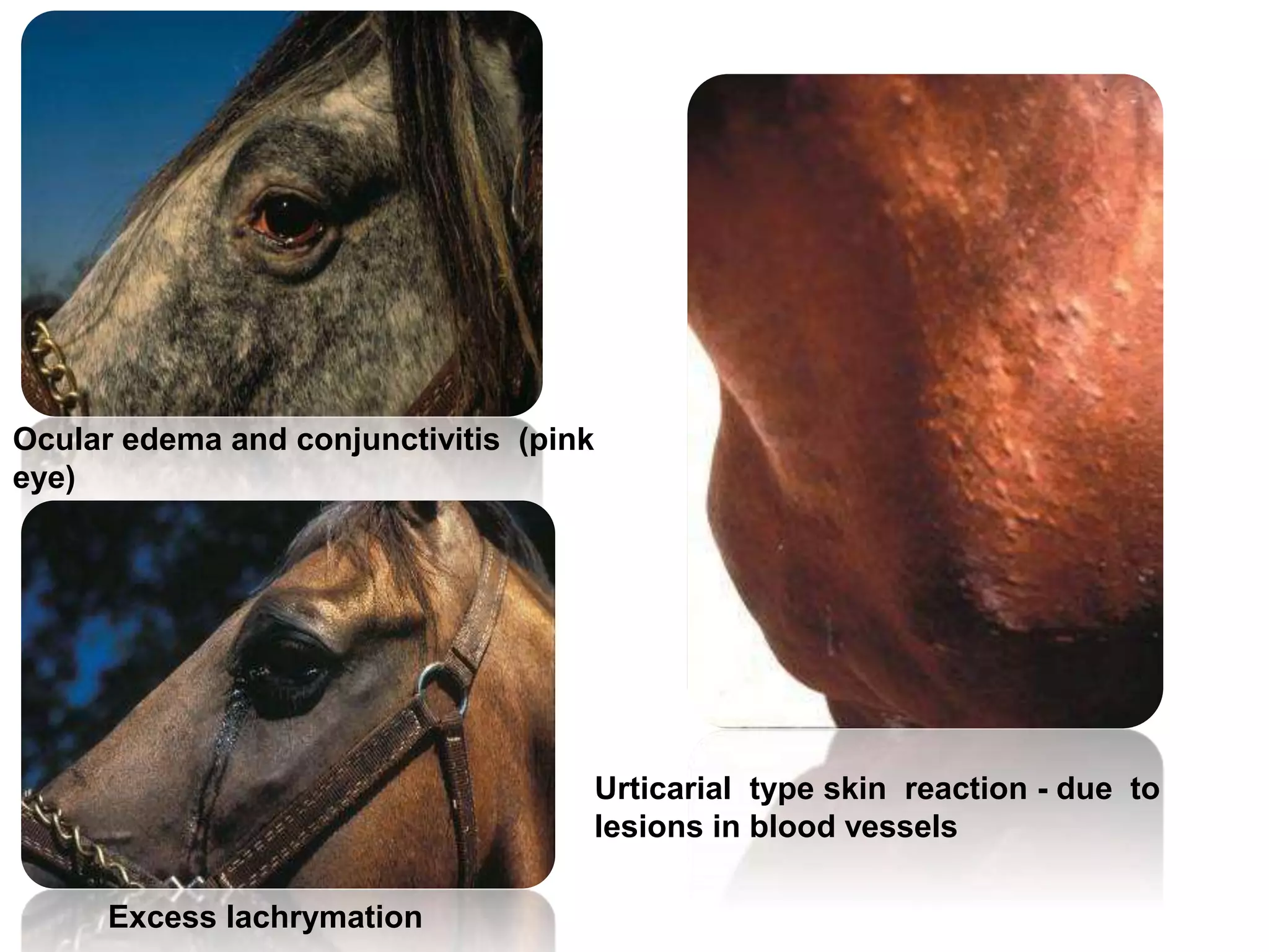 Equine diseases | PPSX