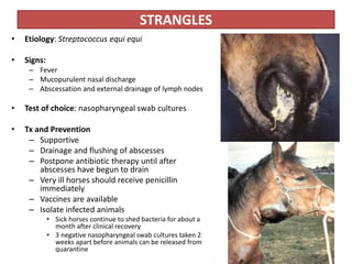 Equine diseases | PPT