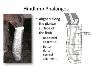Equine Orthopedic Field Emergency | PPTX