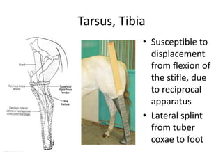 Equine Orthopedic Field Emergency | PPT