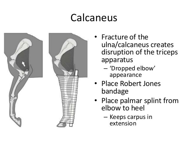 Equine Orthopedic Field Emergency