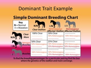 Equine genetic disorders