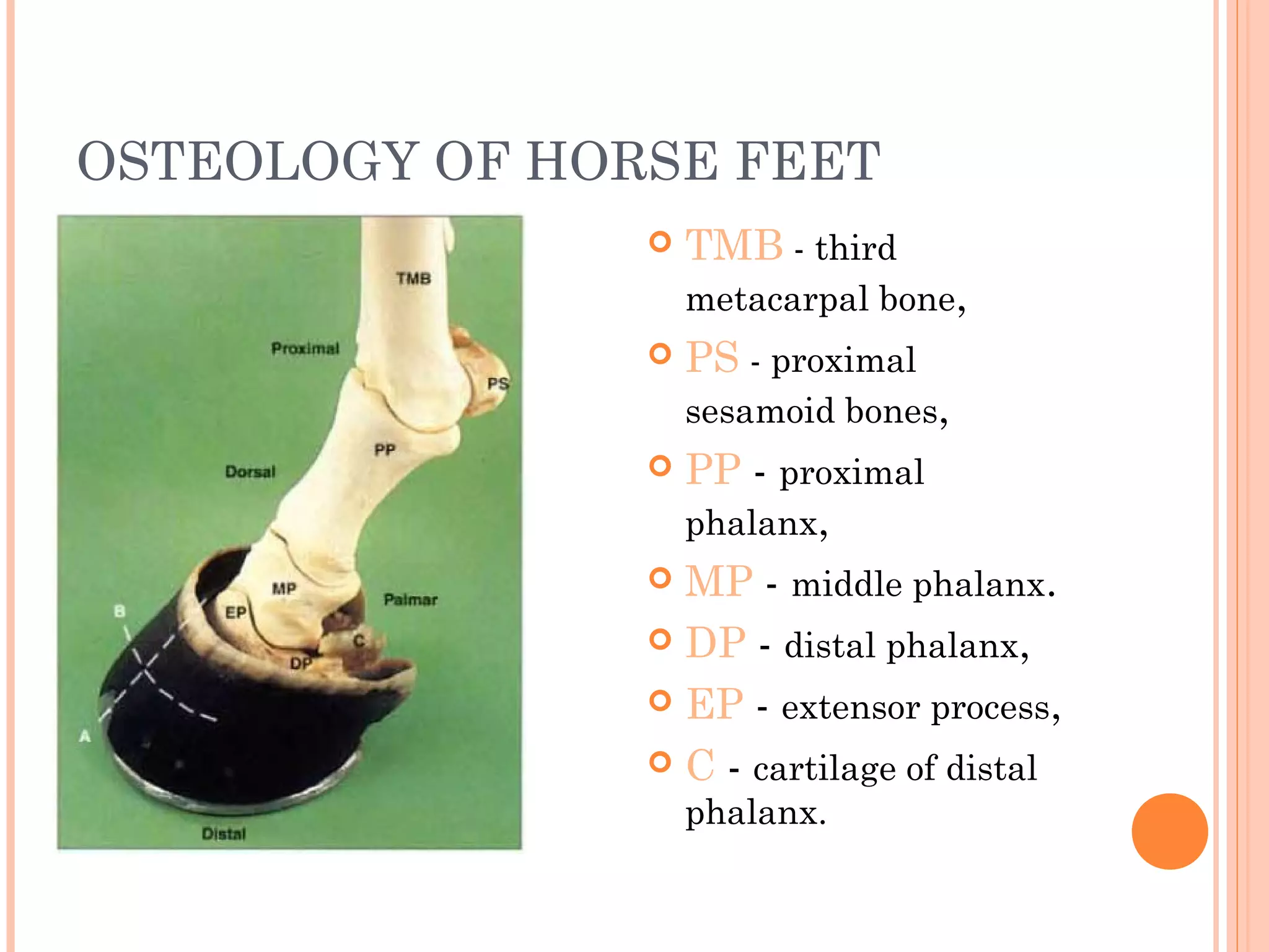 various affection of equine hoof | PPT