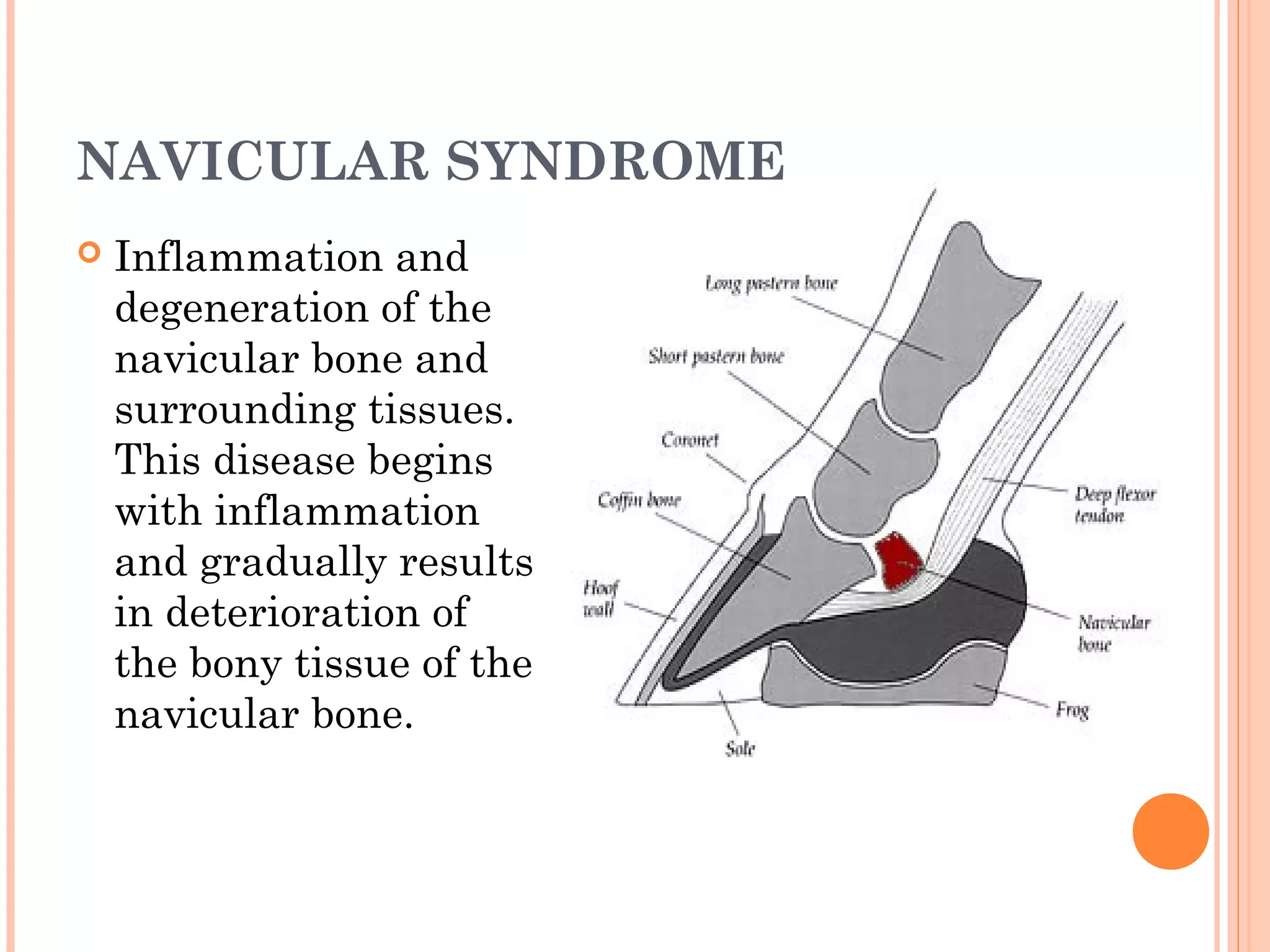 various affection of equine hoof | PPT