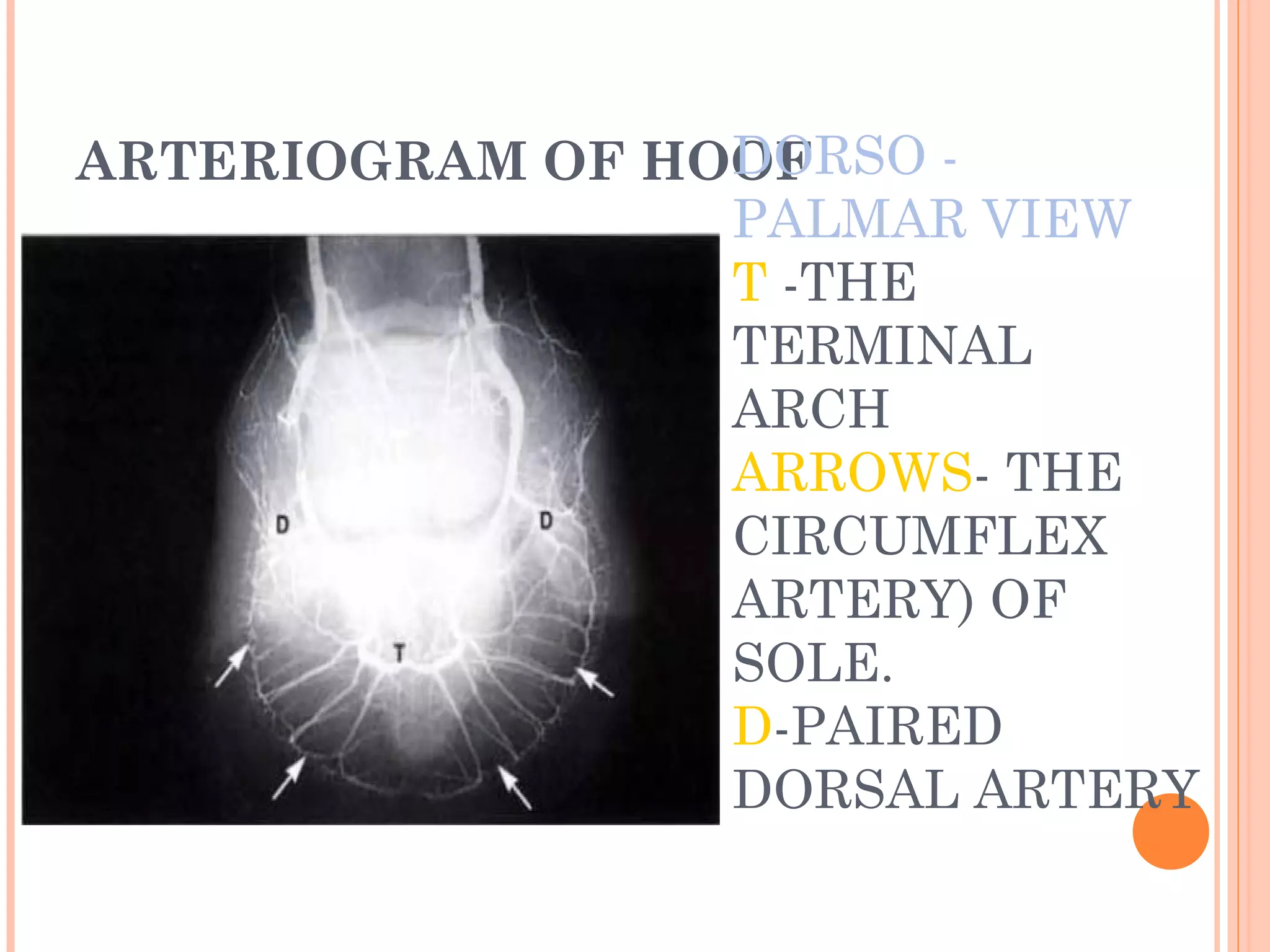 various affection of equine hoof | PPT