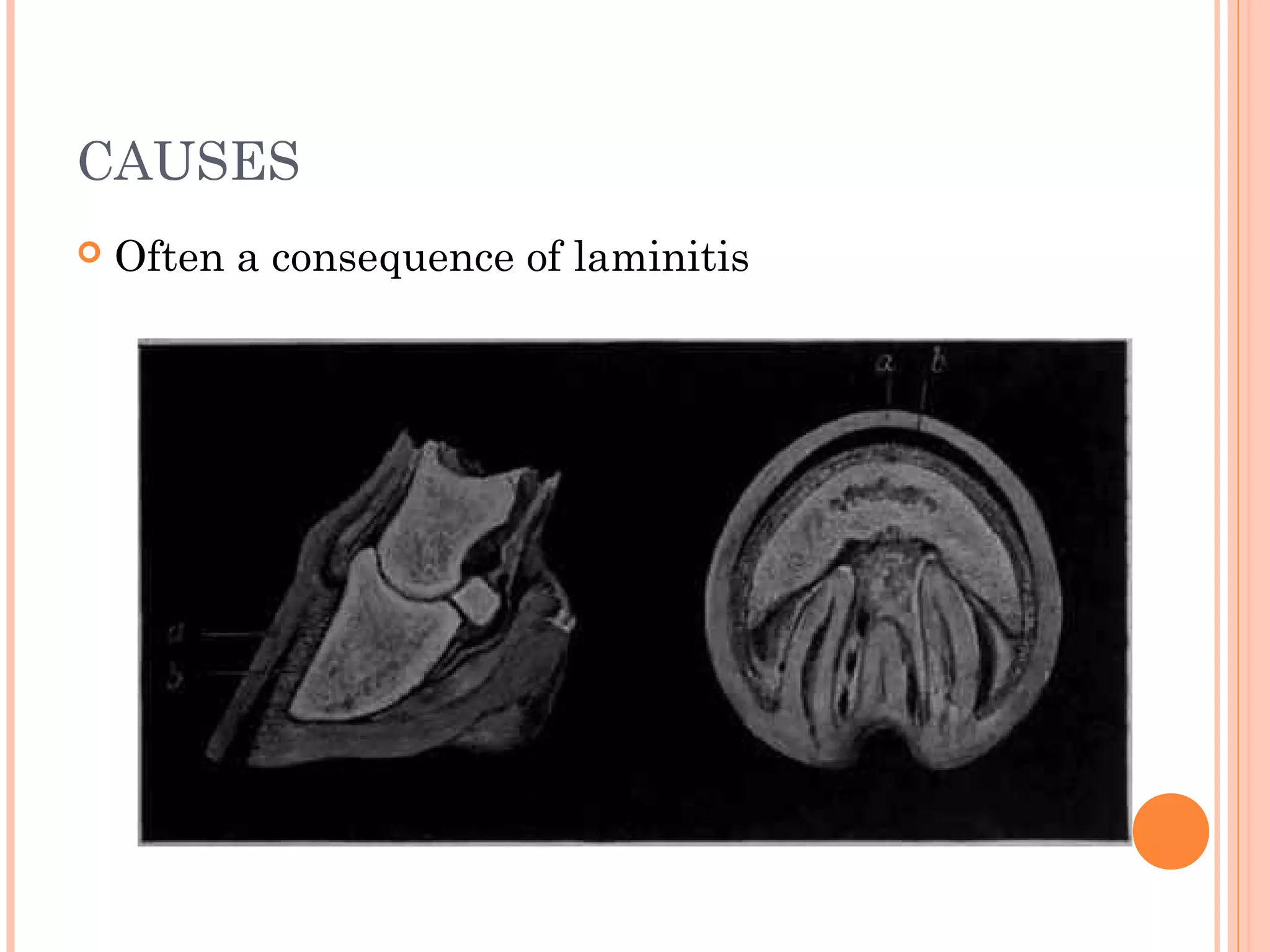various affection of equine hoof | PPT