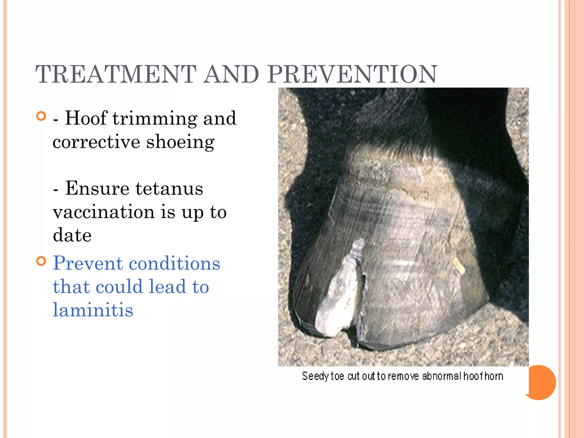 various affection of equine hoof | PPT