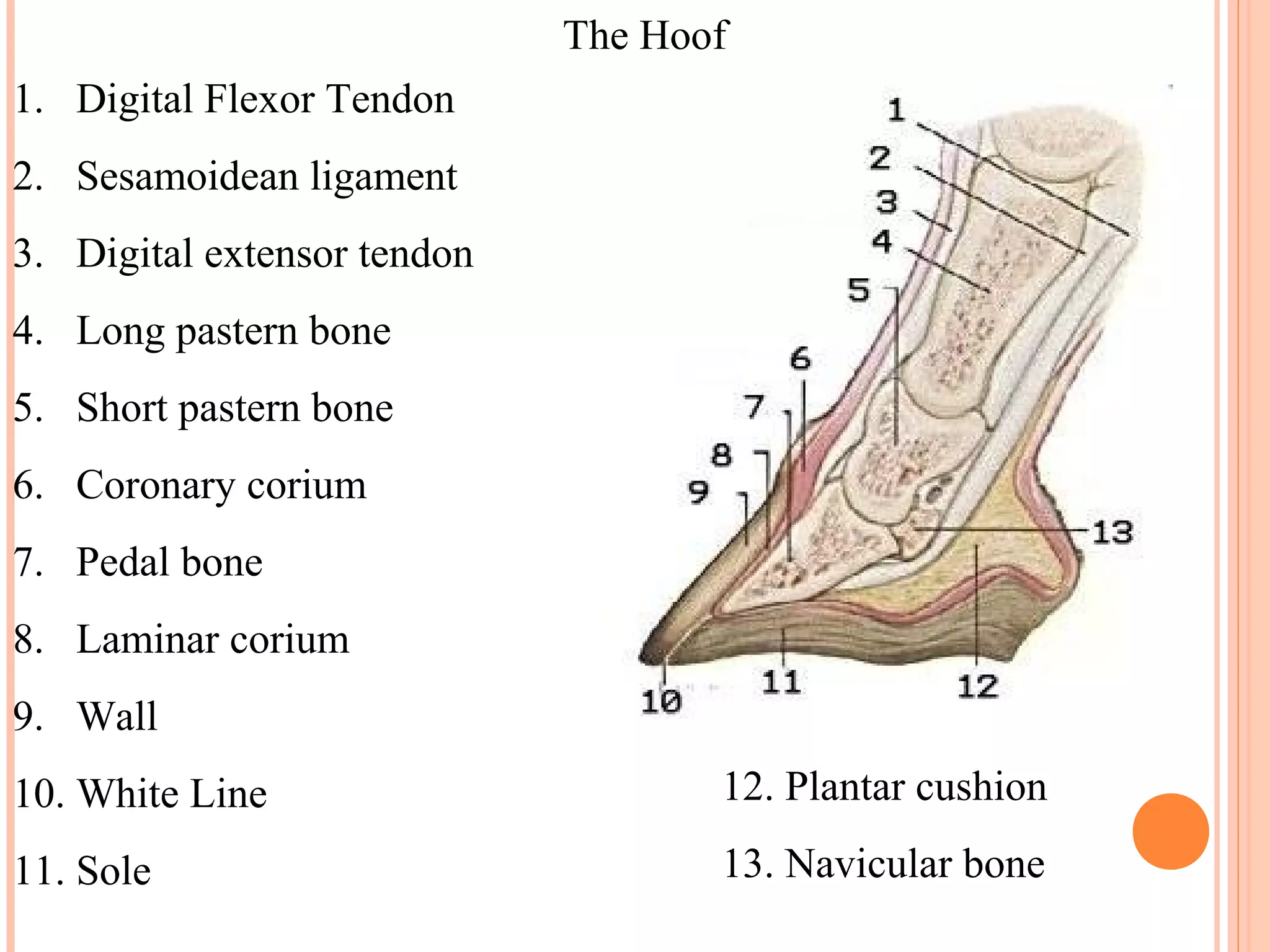 various affection of equine hoof | PPT