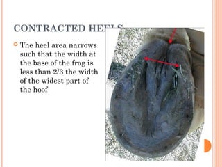 various affection of equine hoof | PPT