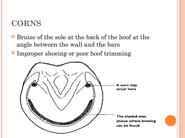 various affection of equine hoof | PPT | Foot Health | Diseases and ...