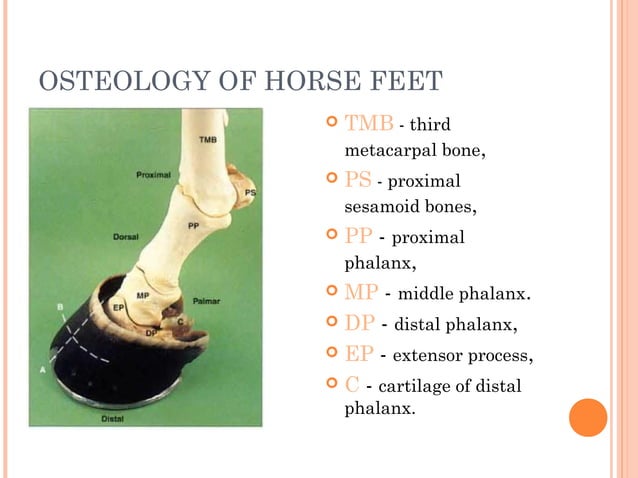 various affection of equine hoof | PPT | Foot Health | Diseases and ...