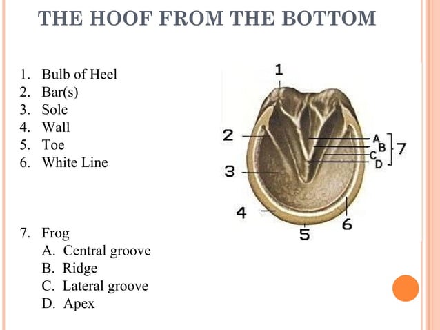 various affection of equine hoof | PPT | Foot Health | Diseases and ...