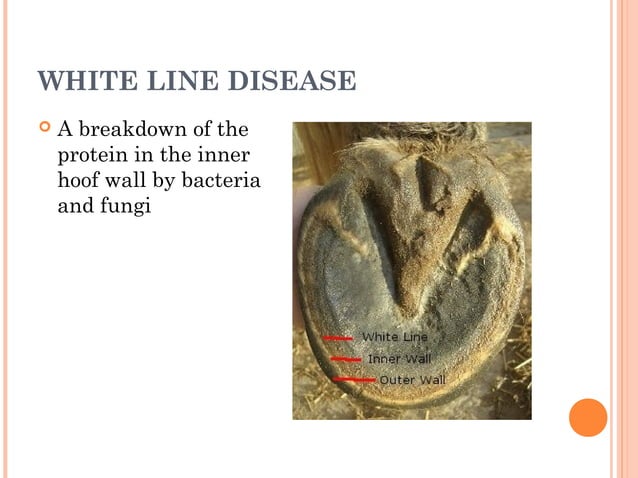 various affection of equine hoof | PPT | Foot Health | Diseases and ...