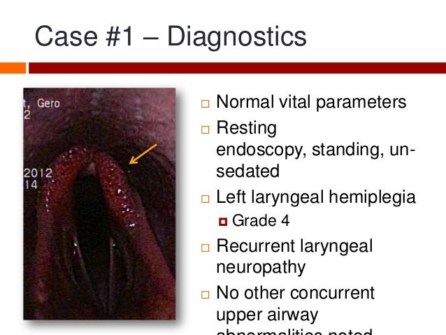 Equine larynx