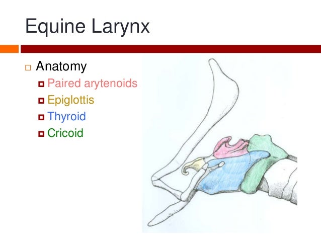 Equine Larynx Anatomy File:A Compend Of Equine Anatomy And Physiology