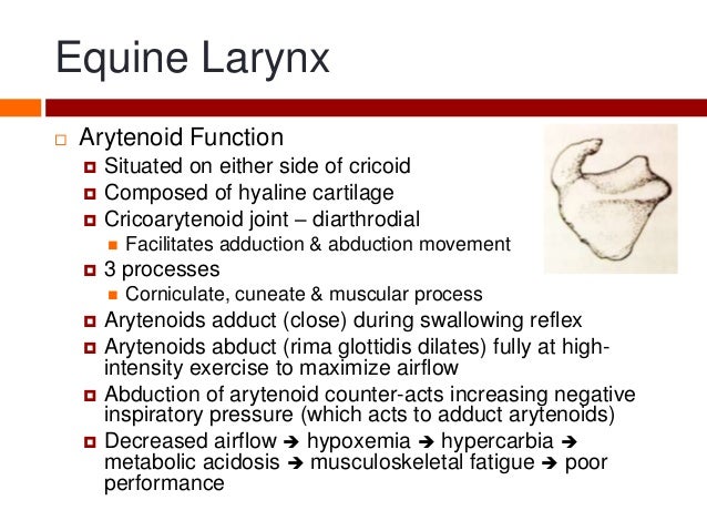 Equine Larynx Anatomy Larynx:Intrinsic Muscles | RANZCRPart1 Wiki