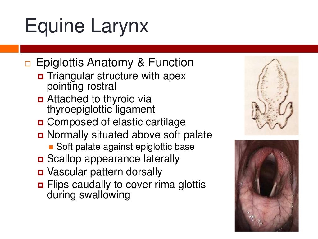Equine larynx