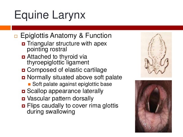Equine Larynx Anatomy File:A Compend Of Equine Anatomy And Physiology