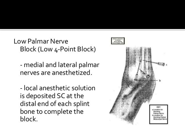 Equine med power point presentation