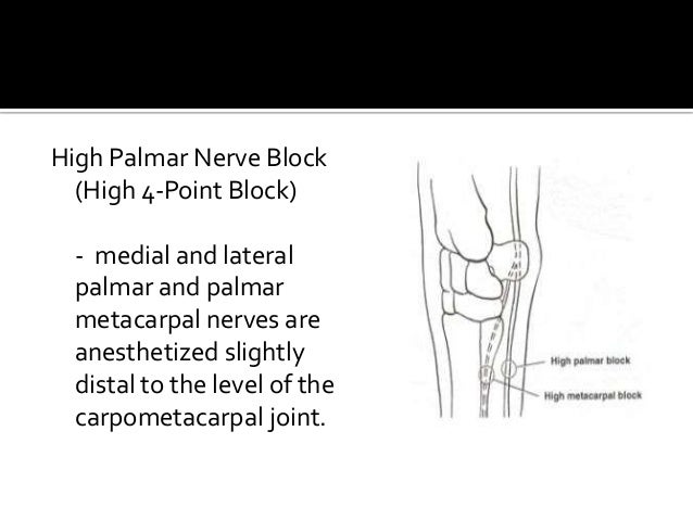 Equine med power point presentation