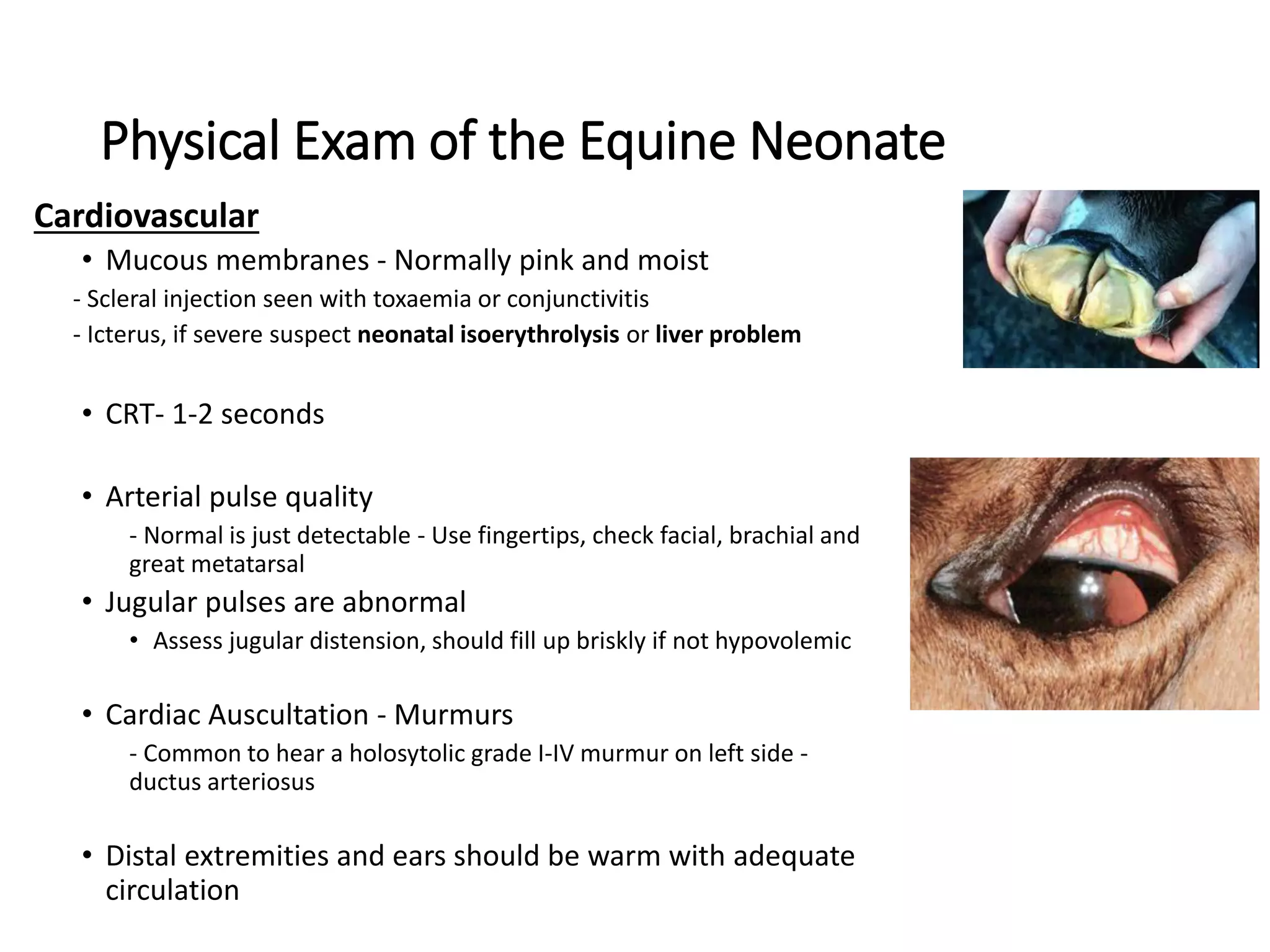 Equine Neonatology.pdf