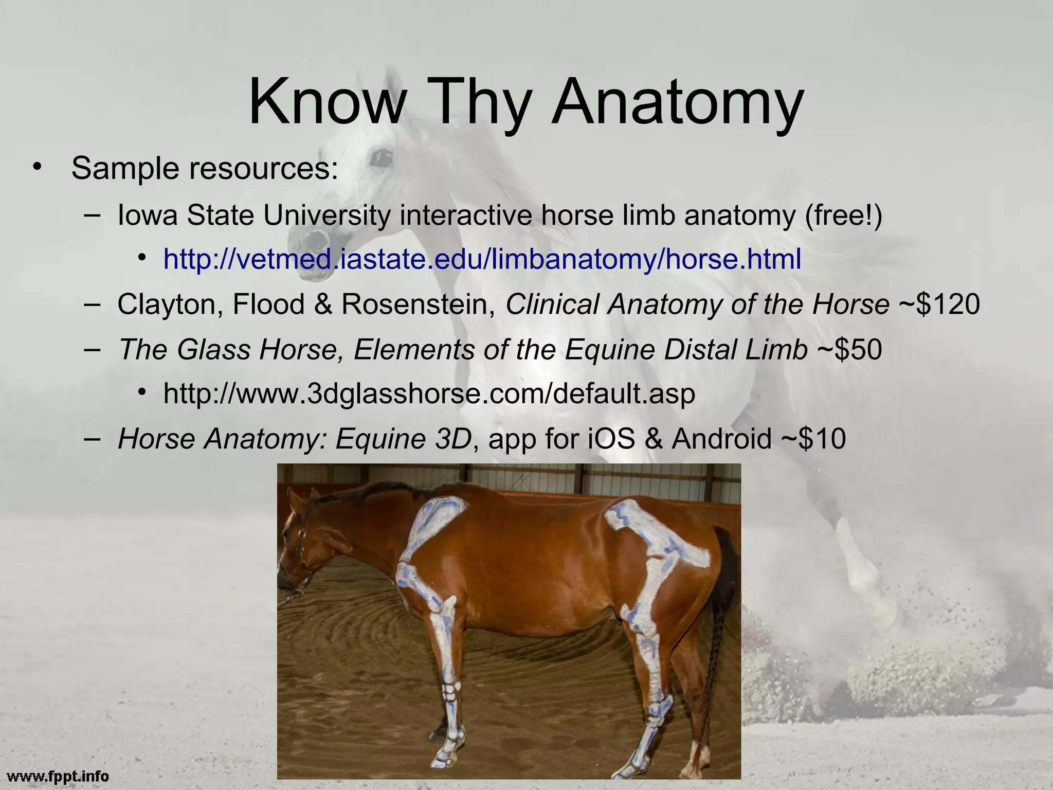 Equine Radiography: Positioning Techniques & Tips for Acquiring Good ...