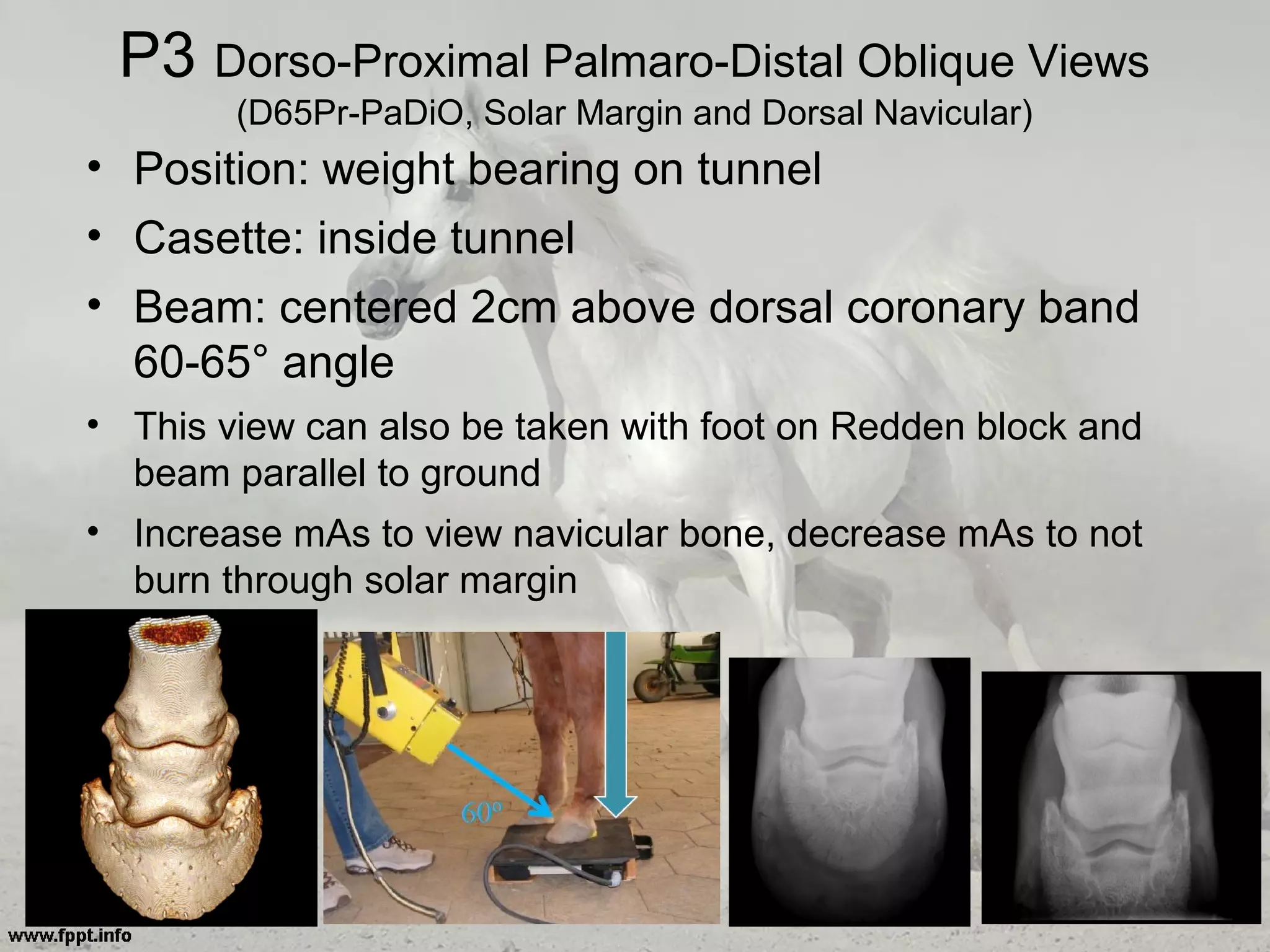 Equine Radiography: Positioning Techniques & Tips for Acquiring Good ...