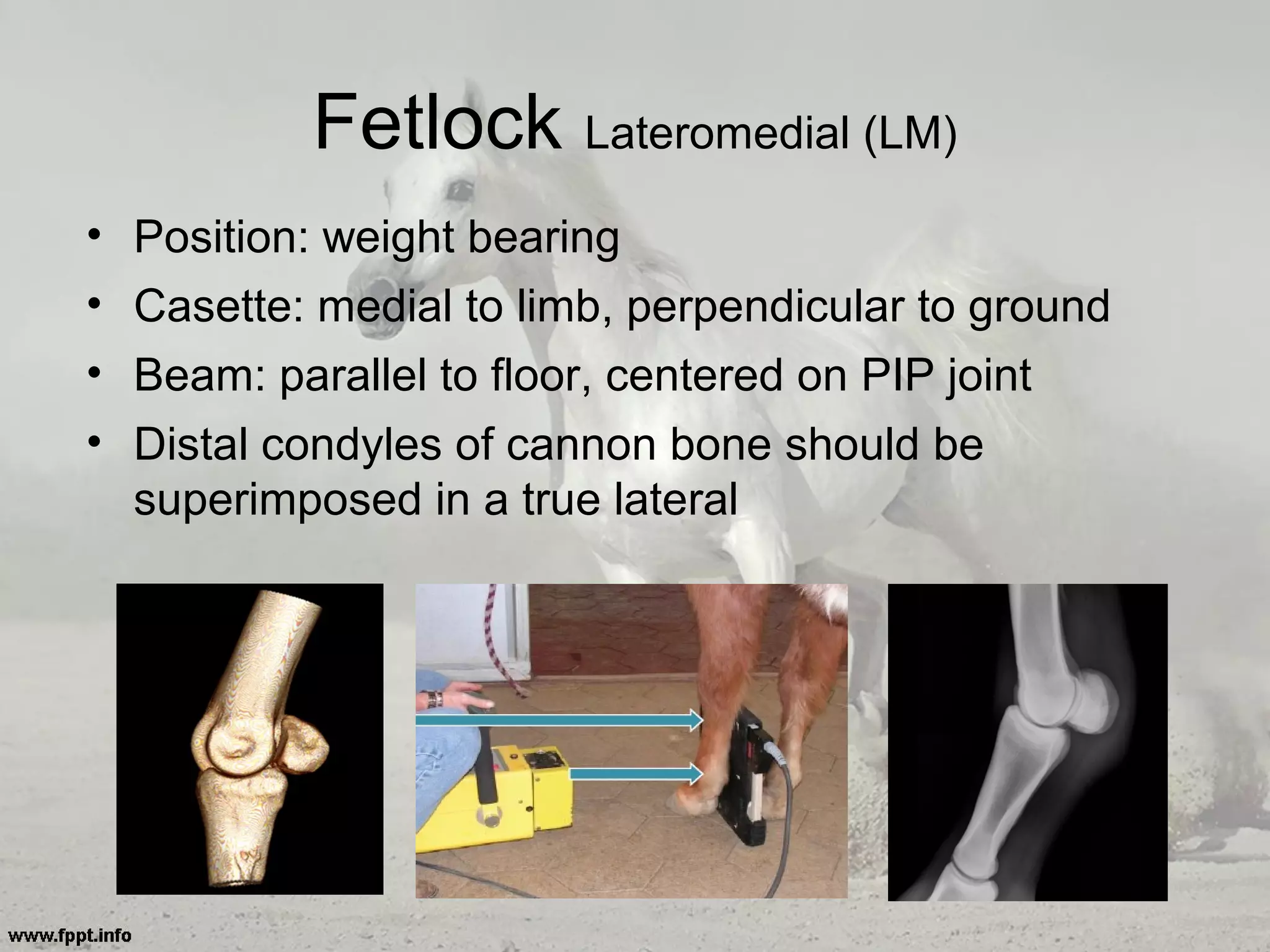 Equine Radiography: Positioning Techniques & Tips for Acquiring Good ...