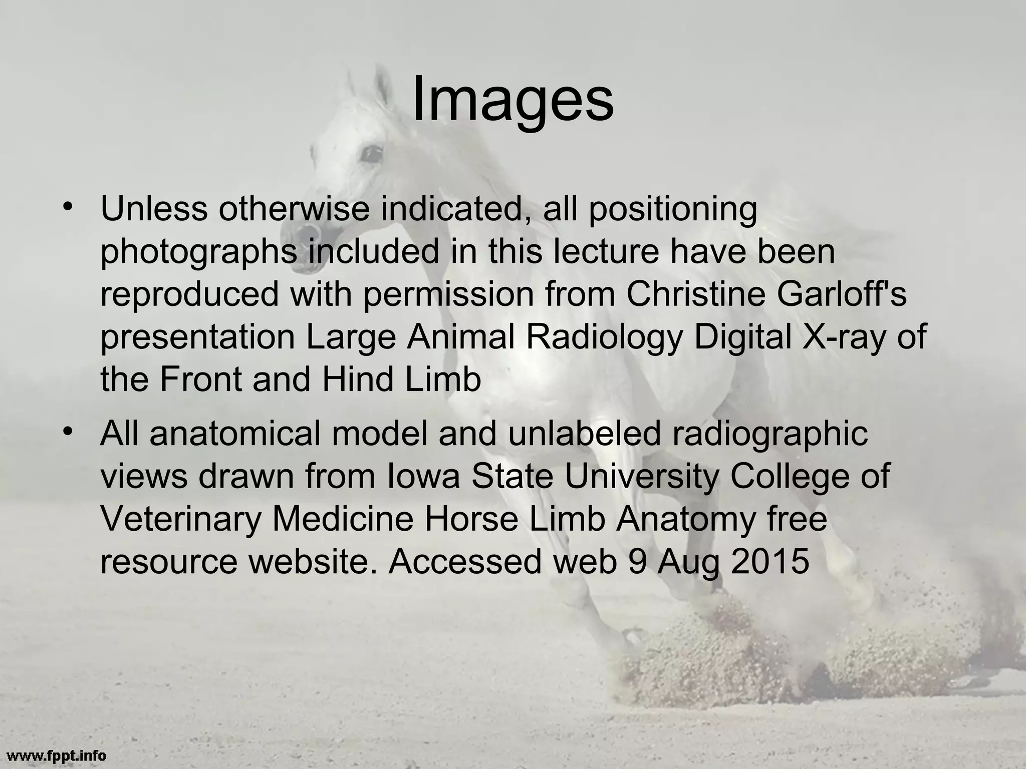 Equine Radiography: Positioning Techniques & Tips for Acquiring Good ...