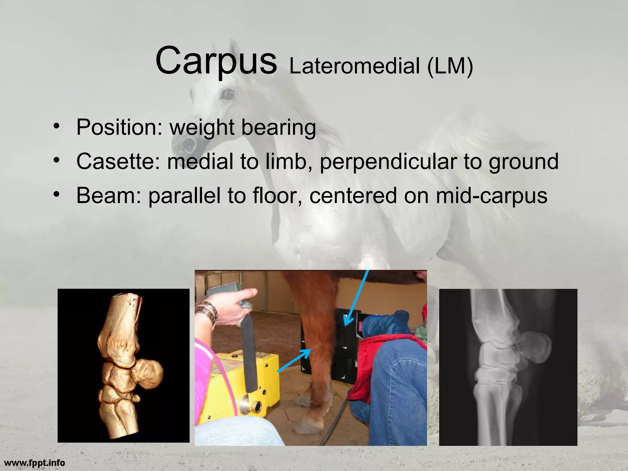 Equine Radiography: Positioning Techniques & Tips for Acquiring Good ...