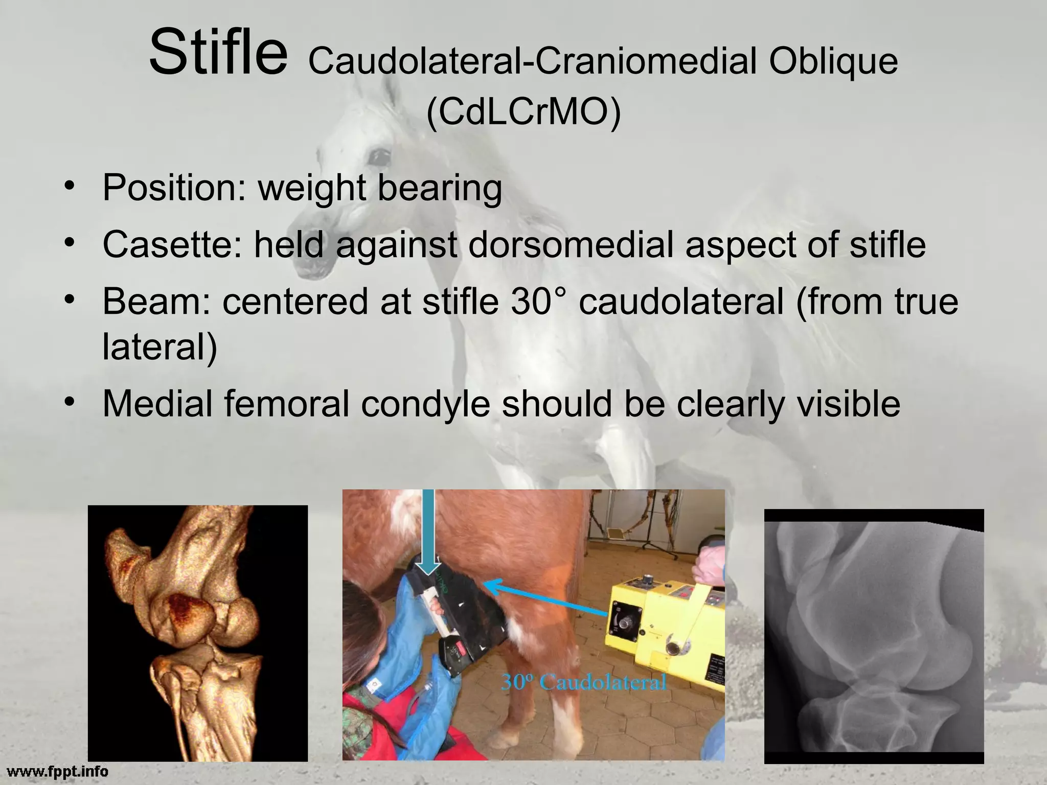 Equine Radiography: Positioning Techniques & Tips for Acquiring Good ...