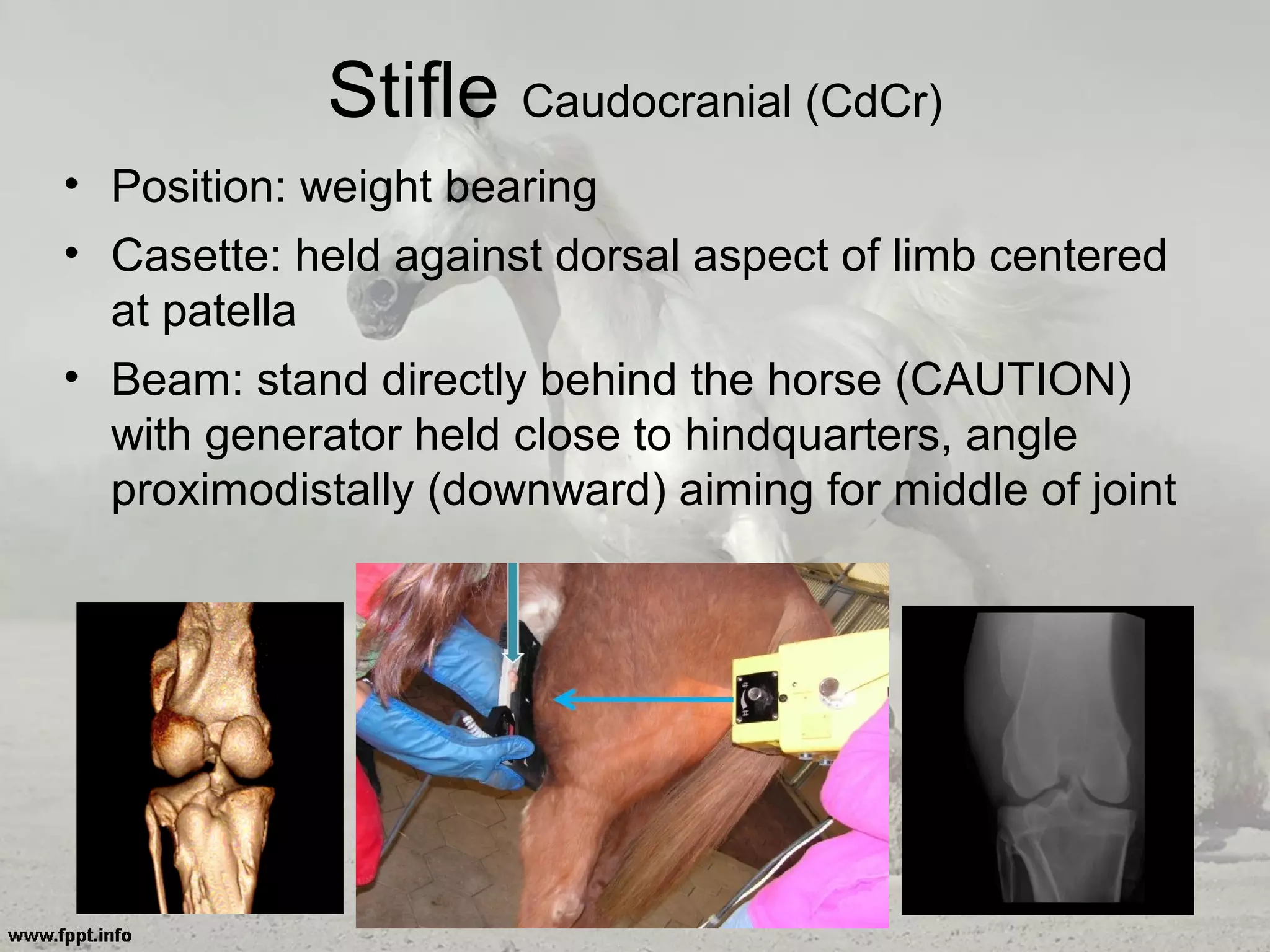 Equine Radiography: Positioning Techniques & Tips for Acquiring Good ...
